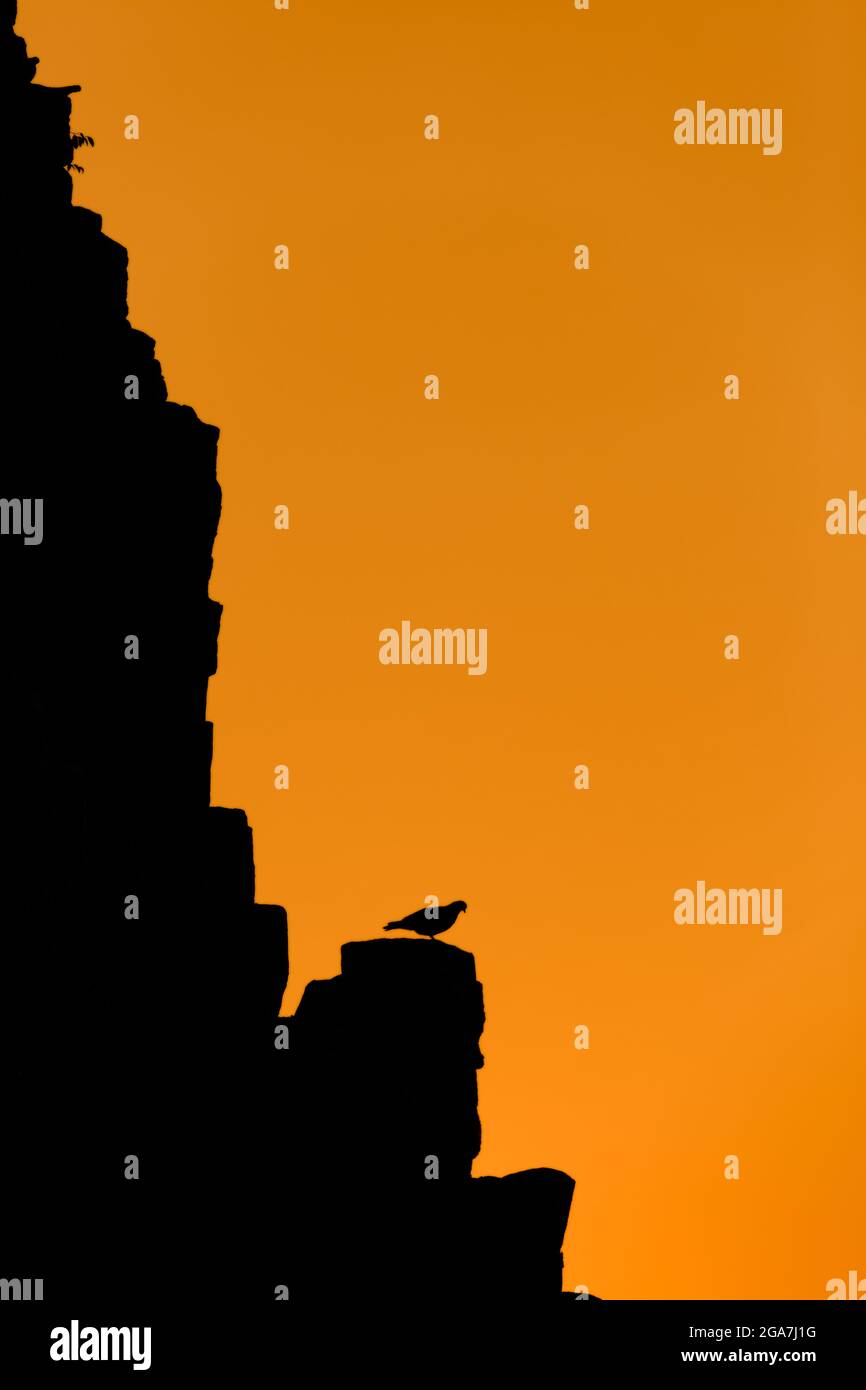 Bird stand on Pimai ancient city in north of Thailand at sunset Stock ...