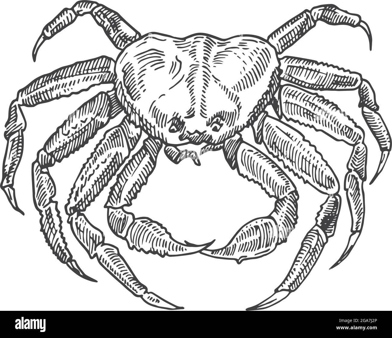 Crustaceans Drawing