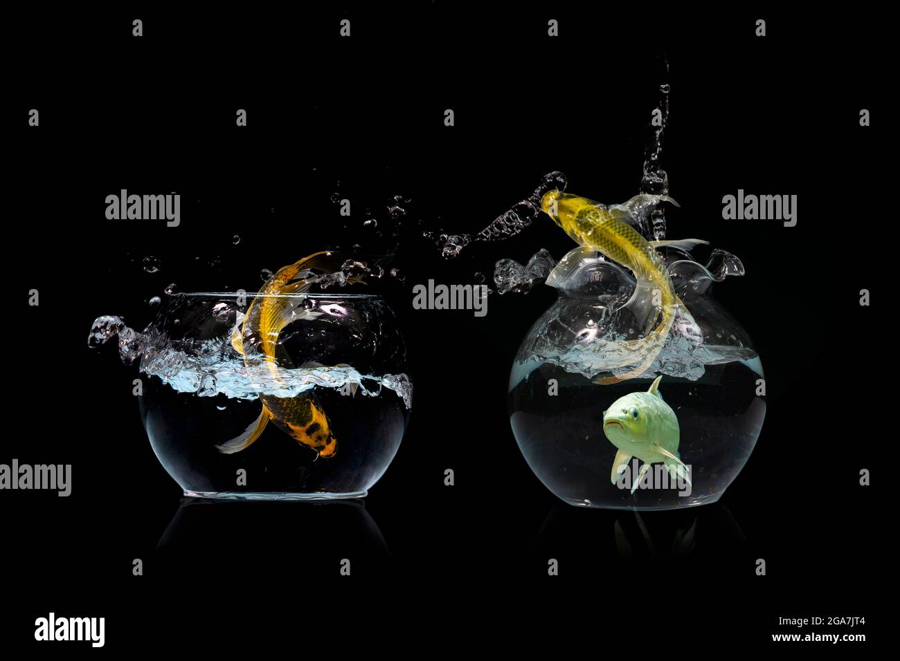 Koi fish jump Stock Photo - Alamy