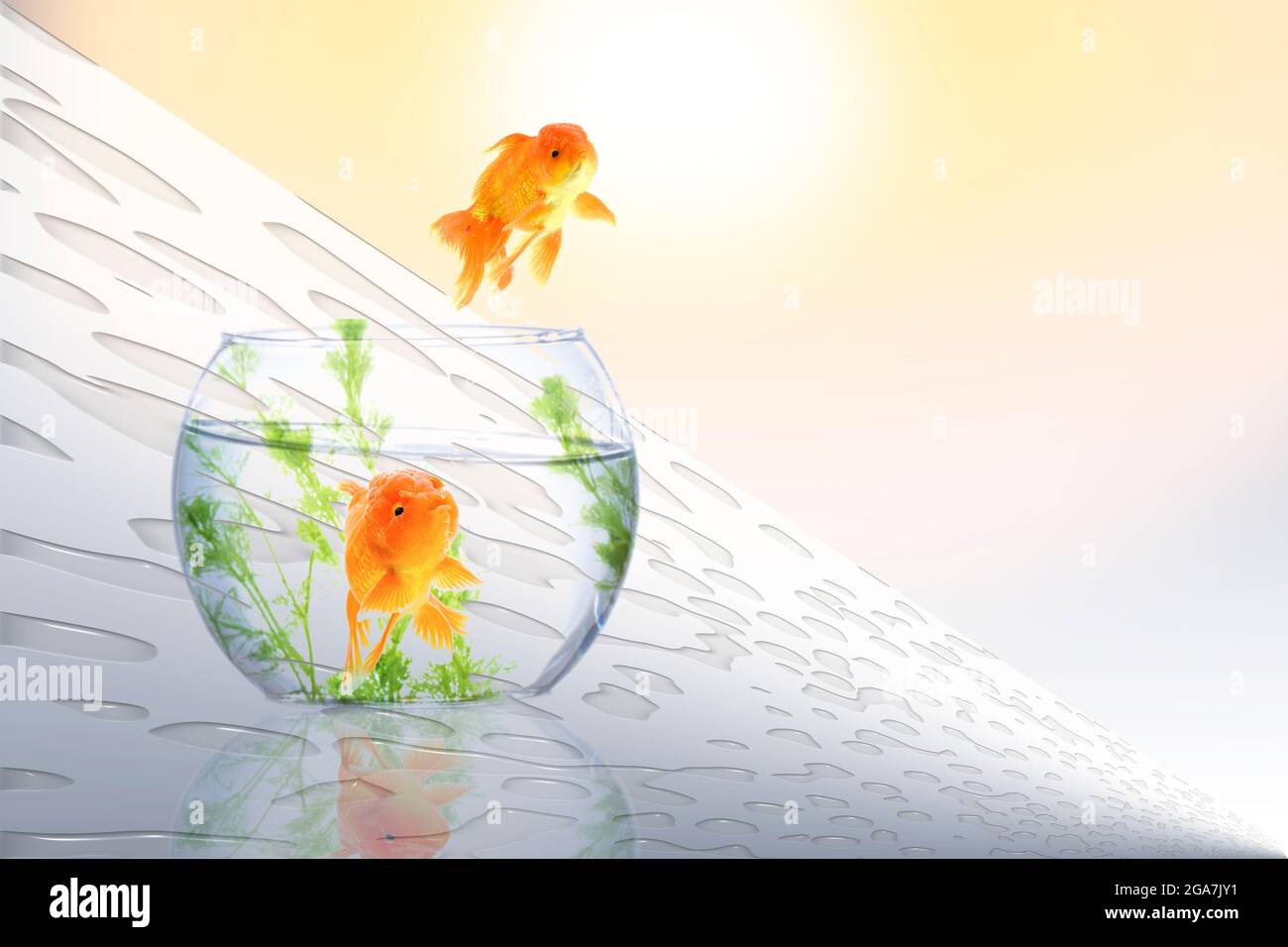 Koi fish jump Stock Photo - Alamy