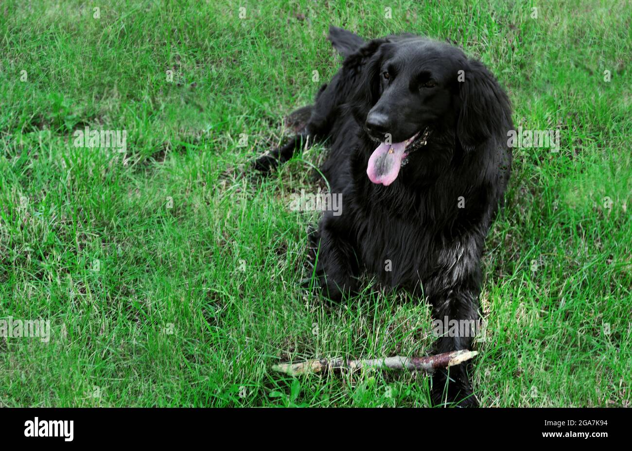 Big black dog playing with wooden stick over green grass background ...