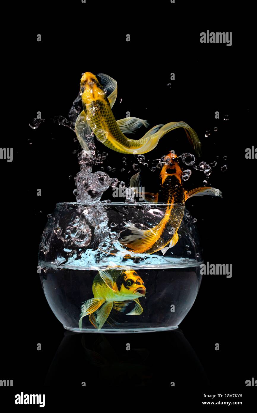 Koi fish bubble hi-res stock photography and images - Alamy