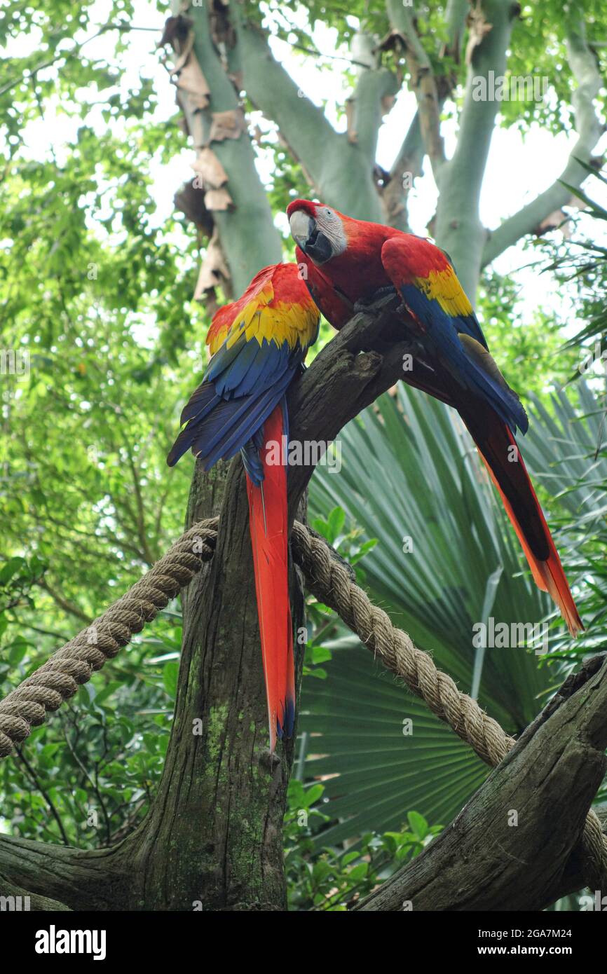 Scarlet macaws hi-res stock photography and images - Alamy