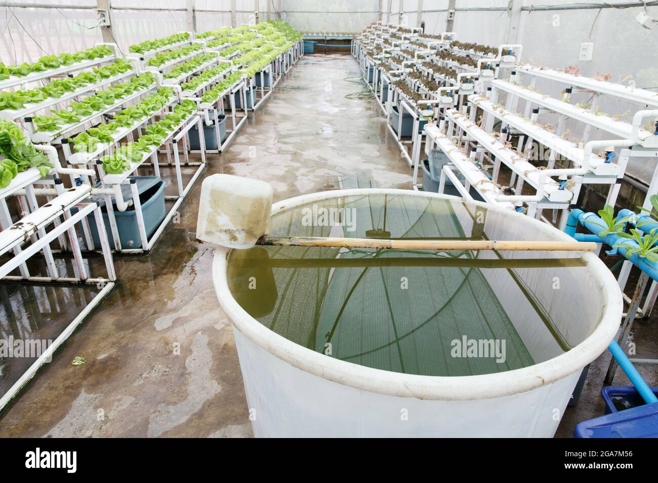 Hydroponic vegetable planting Stock Photo - Alamy