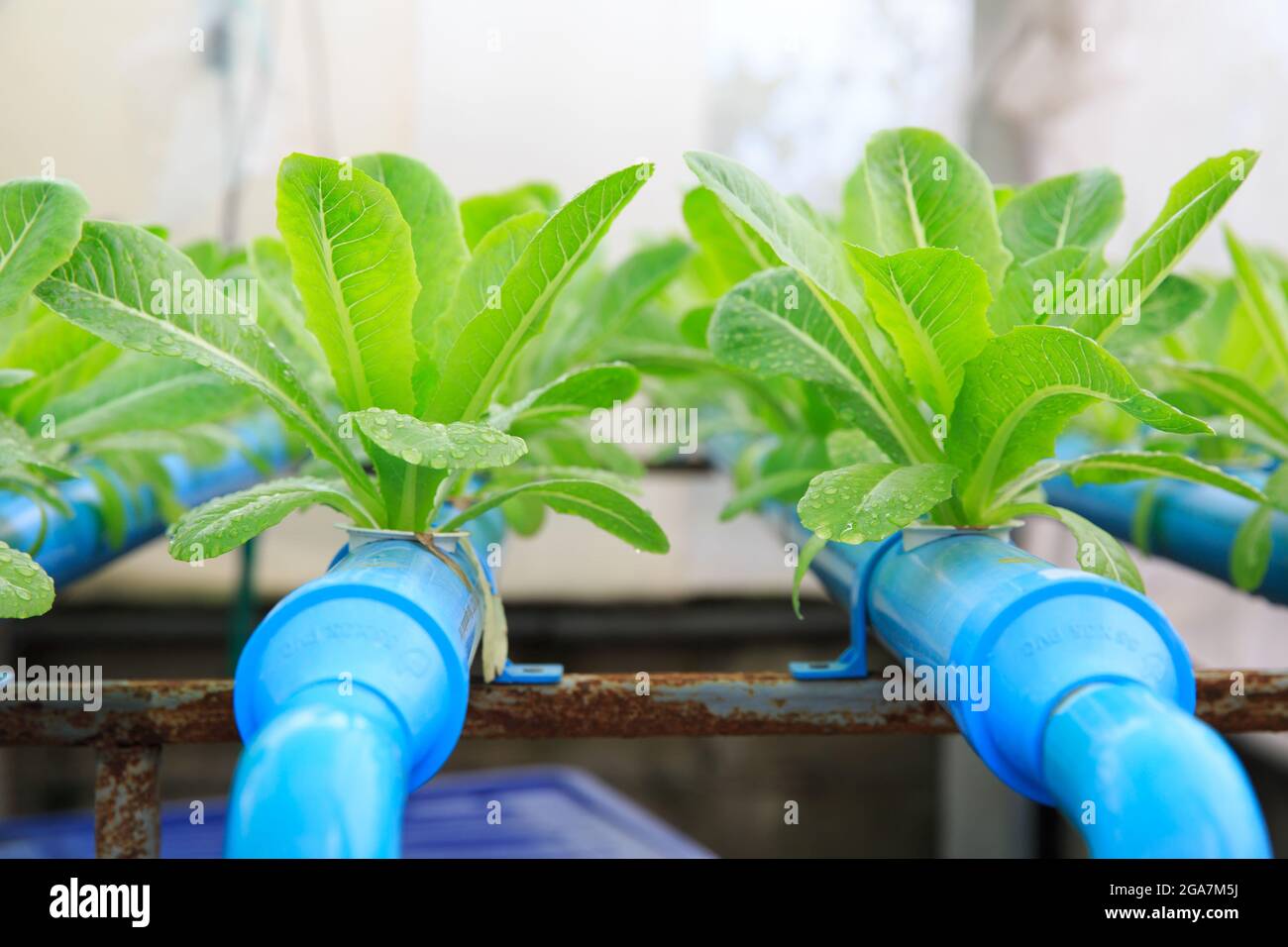 Hydroponic vegetable planting Stock Photo - Alamy