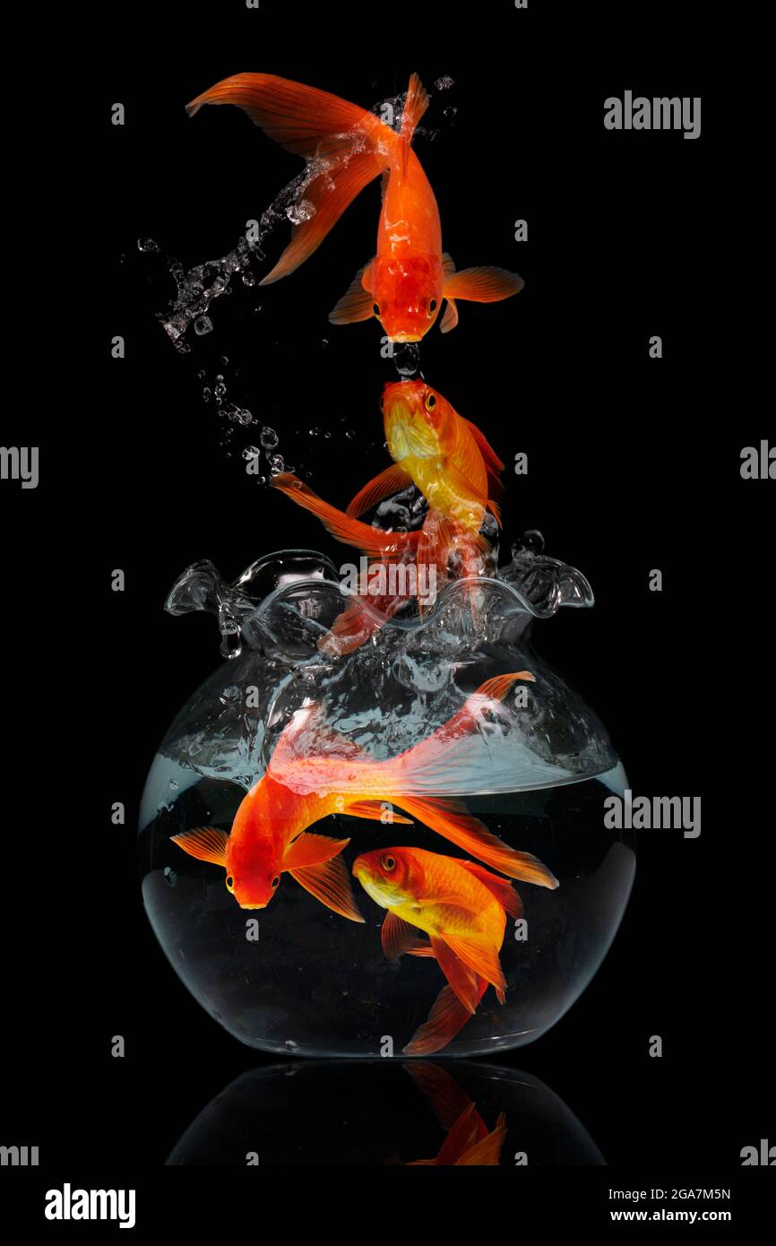 Koi fish jump Stock Photo - Alamy