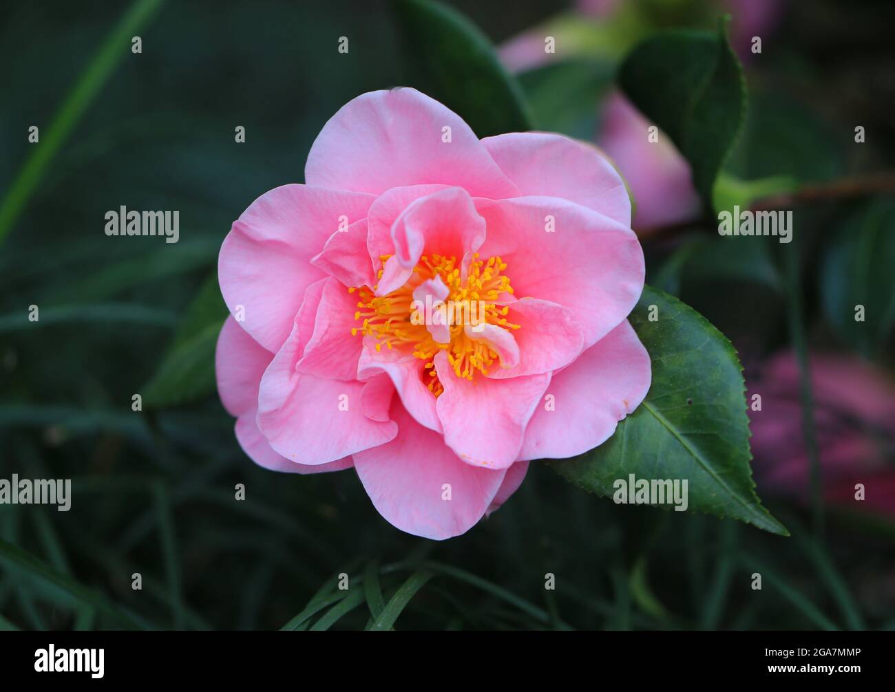 Pink camellia is bright in a beautiful garden in summer Stock Photo - Alamy