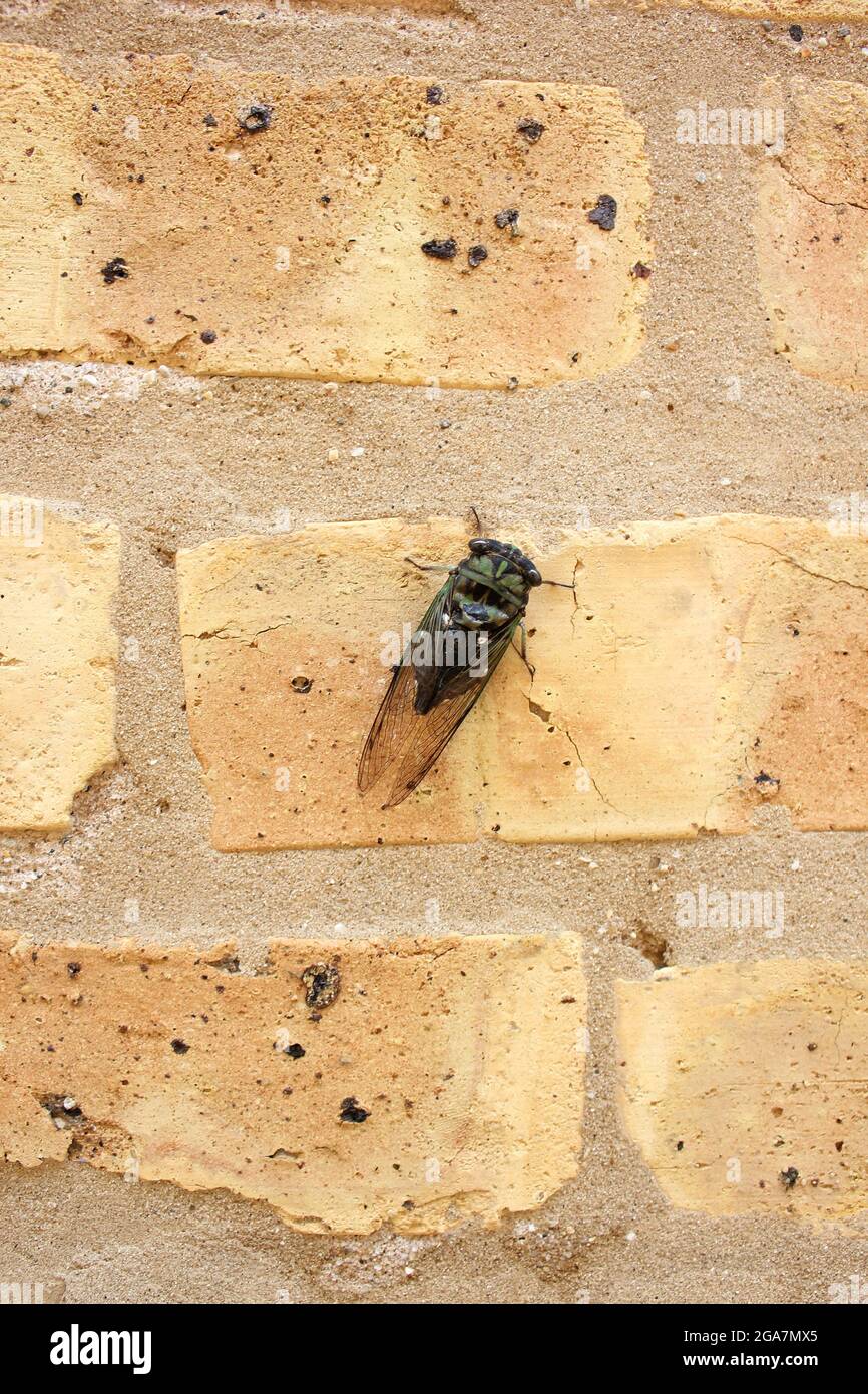 A common adult annual cicada resting on a brick wall on a beautiful ...