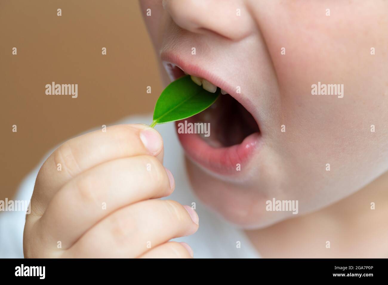 Boy Eating a Leaf Stock Photo - Alamy