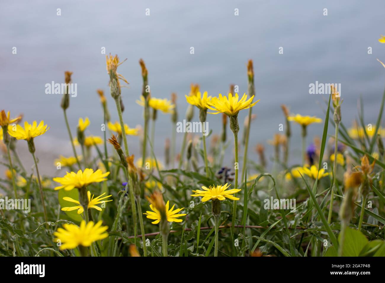yellow flower of the autumn Kulbaba in green grass spring time. On ...