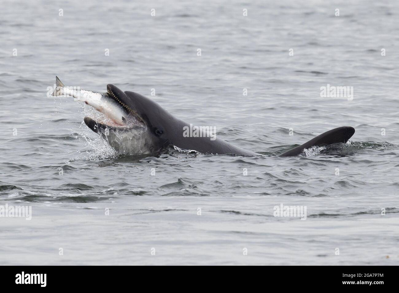 Dolphin watching fortrose hi-res stock photography and images - Alamy