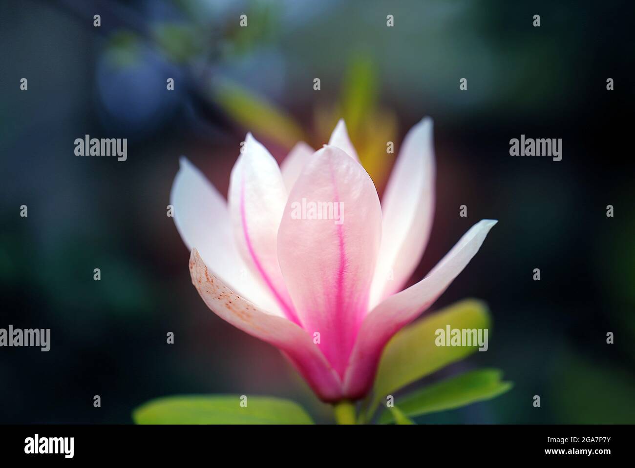 Beautiful magnolia tree in a wonderful garden Stock Photo - Alamy