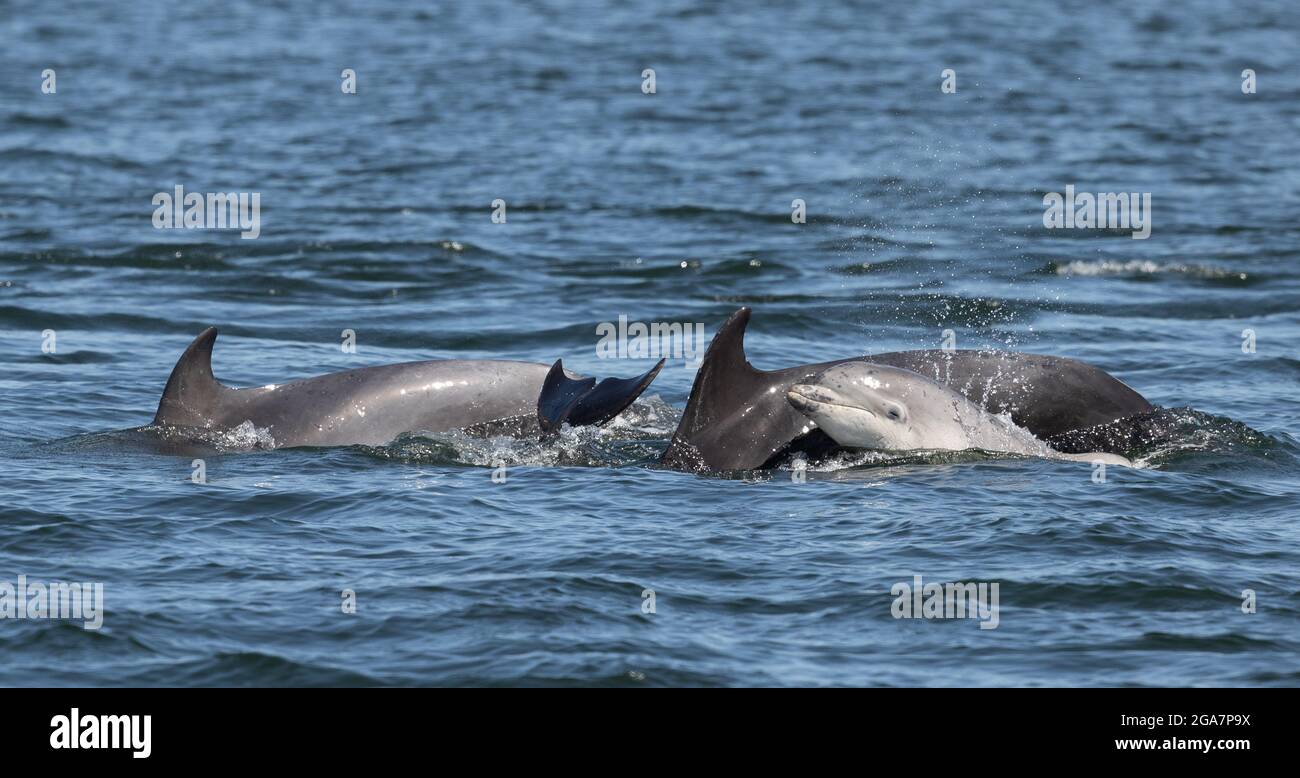 Bottlenose dolphin. Moray Firth, Scotland Stock Photo - Alamy