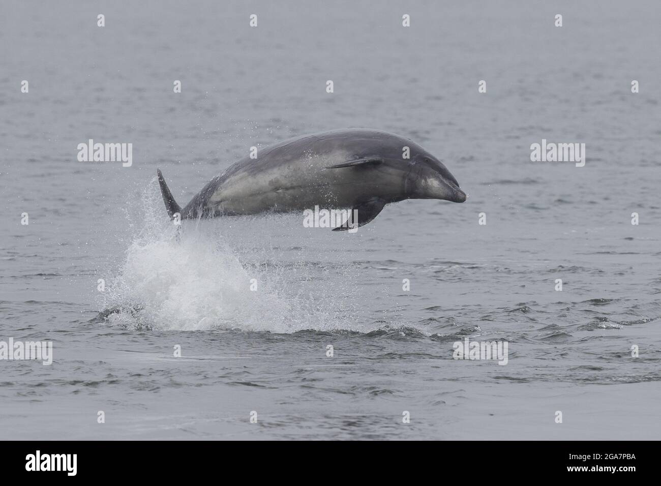 Dolphin watching fortrose hi-res stock photography and images - Alamy