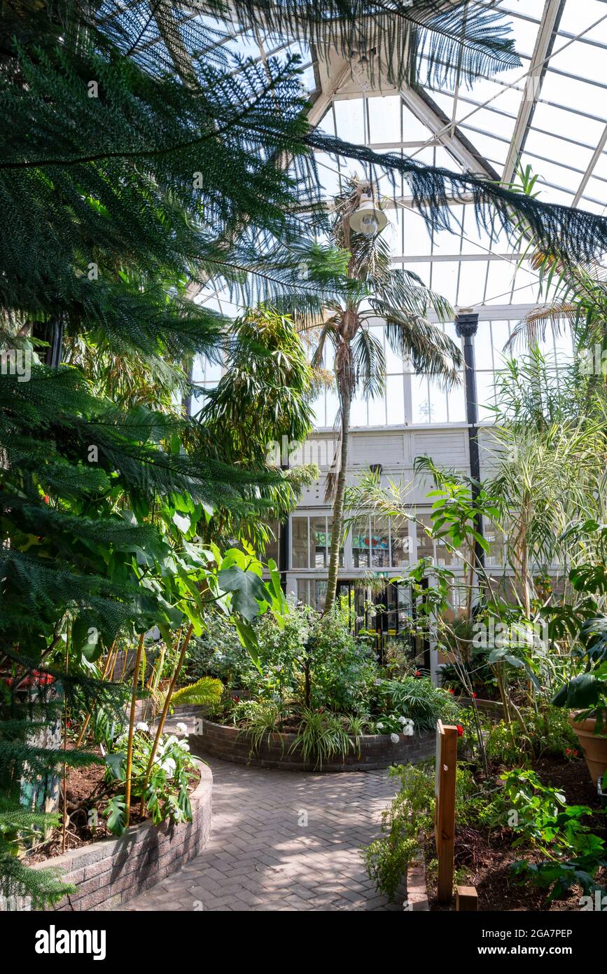 Inside the conservatory at Buxton Pavilion Gardens, Derbyshire, England ...