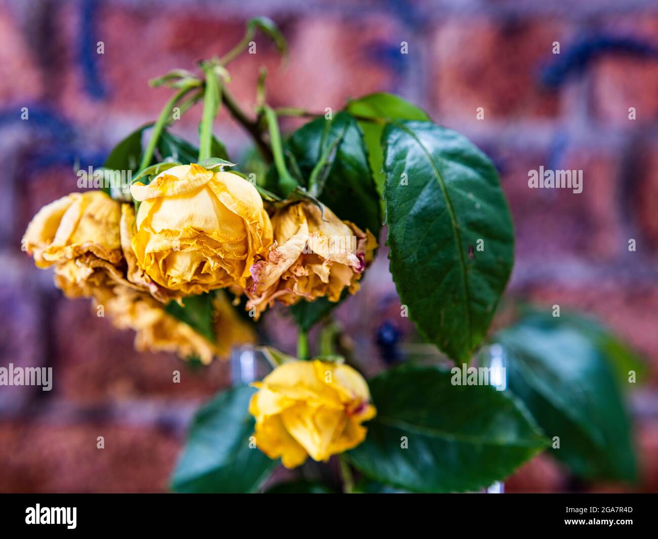 Bunch of wilting roses hi-res stock photography and images - Alamy