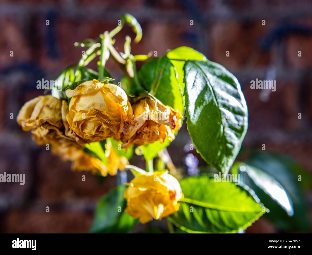 Withered Wilting Dead Yellow Roses Stock Photo - Alamy