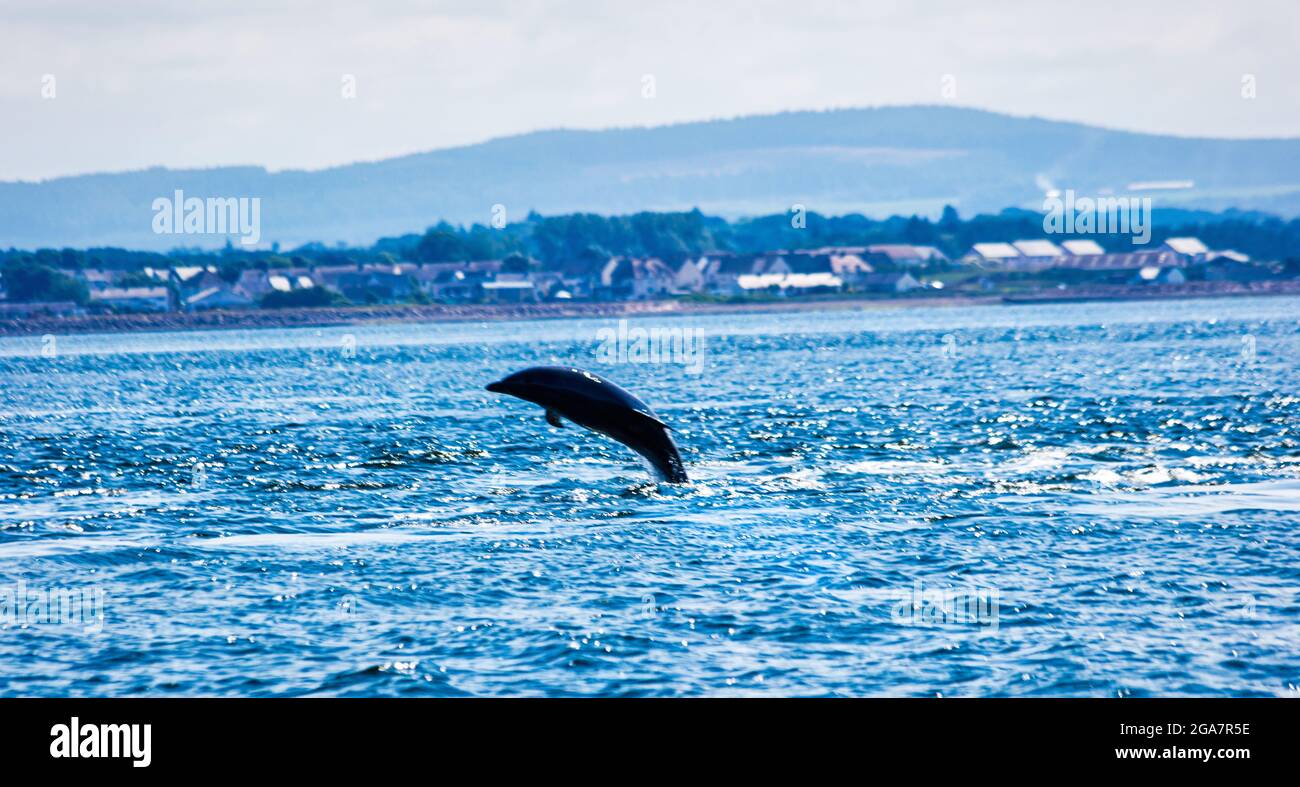 North seas only resident bottlenose dolphin population hi-res stock ...