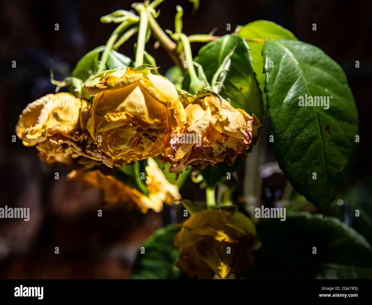 Withered Wilting Dead Yellow Roses Stock Photo - Alamy