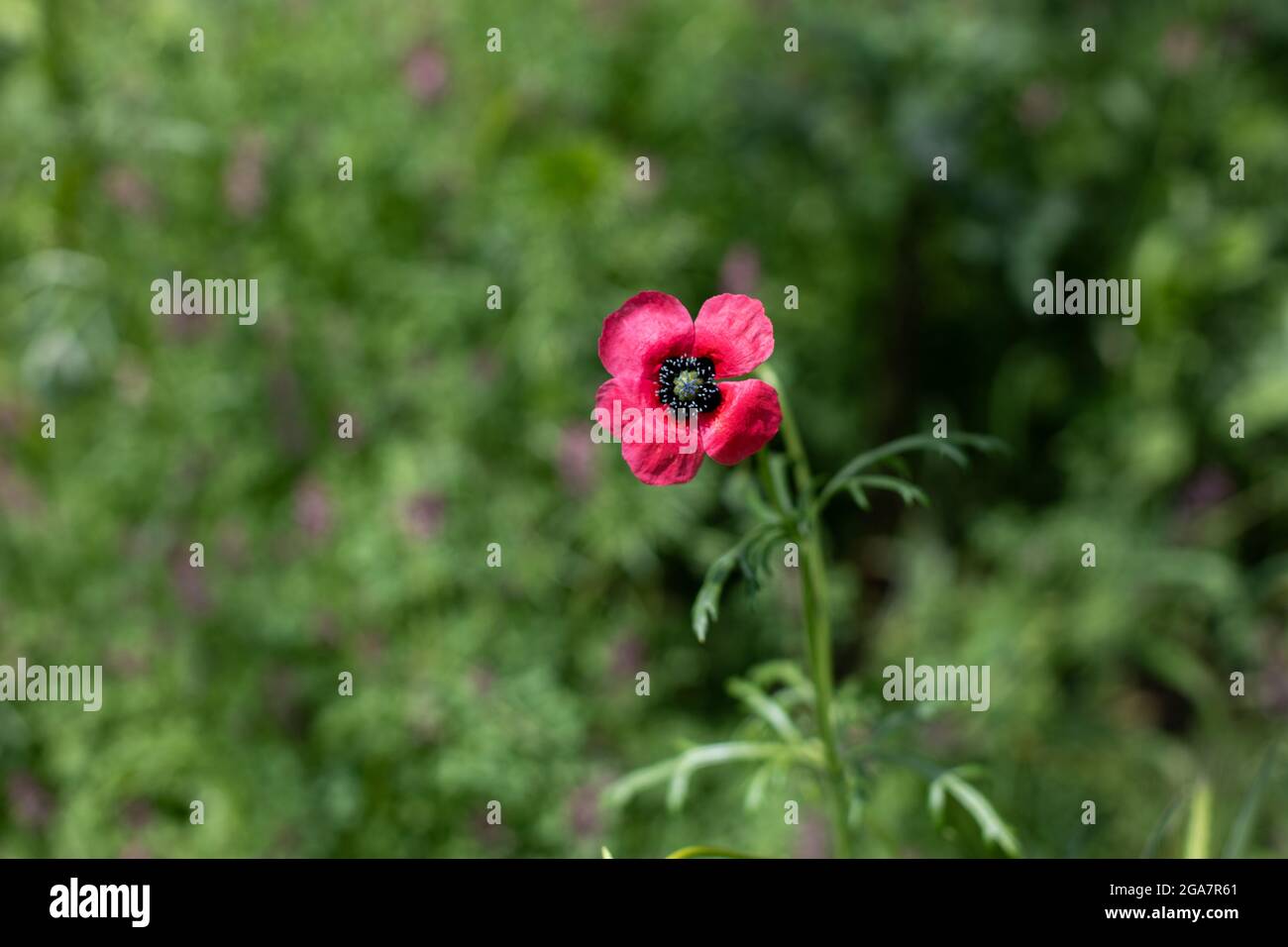 one small red poppy in green grass with copyspace Stock Photo - Alamy