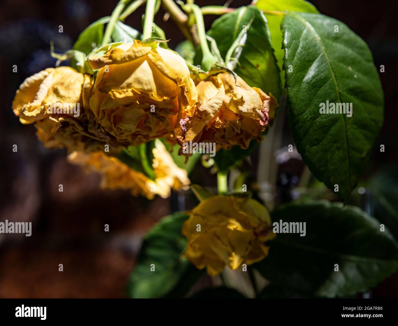 Bunch of wilting roses hi-res stock photography and images - Alamy