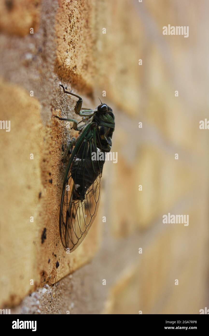 A common adult annual cicada resting on a brick wall on a beautiful ...