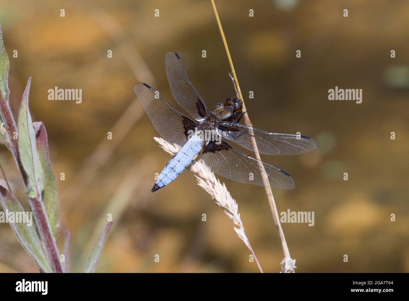 Single Male Broad-bodied chaser dragonfly Libellula depressa resting on ...