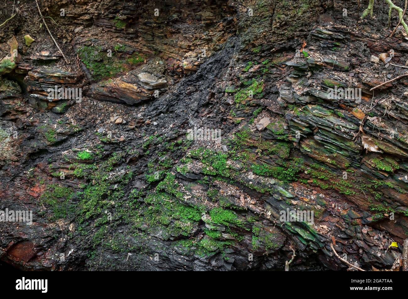 Plunging intrusion of coaly clay in a marine shale outcrop in Bents ...