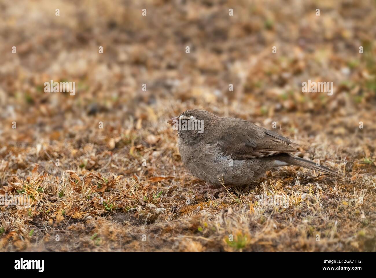 Brown-rumped Seedeater - Crithagra tristriata, beautiful perching bird ...