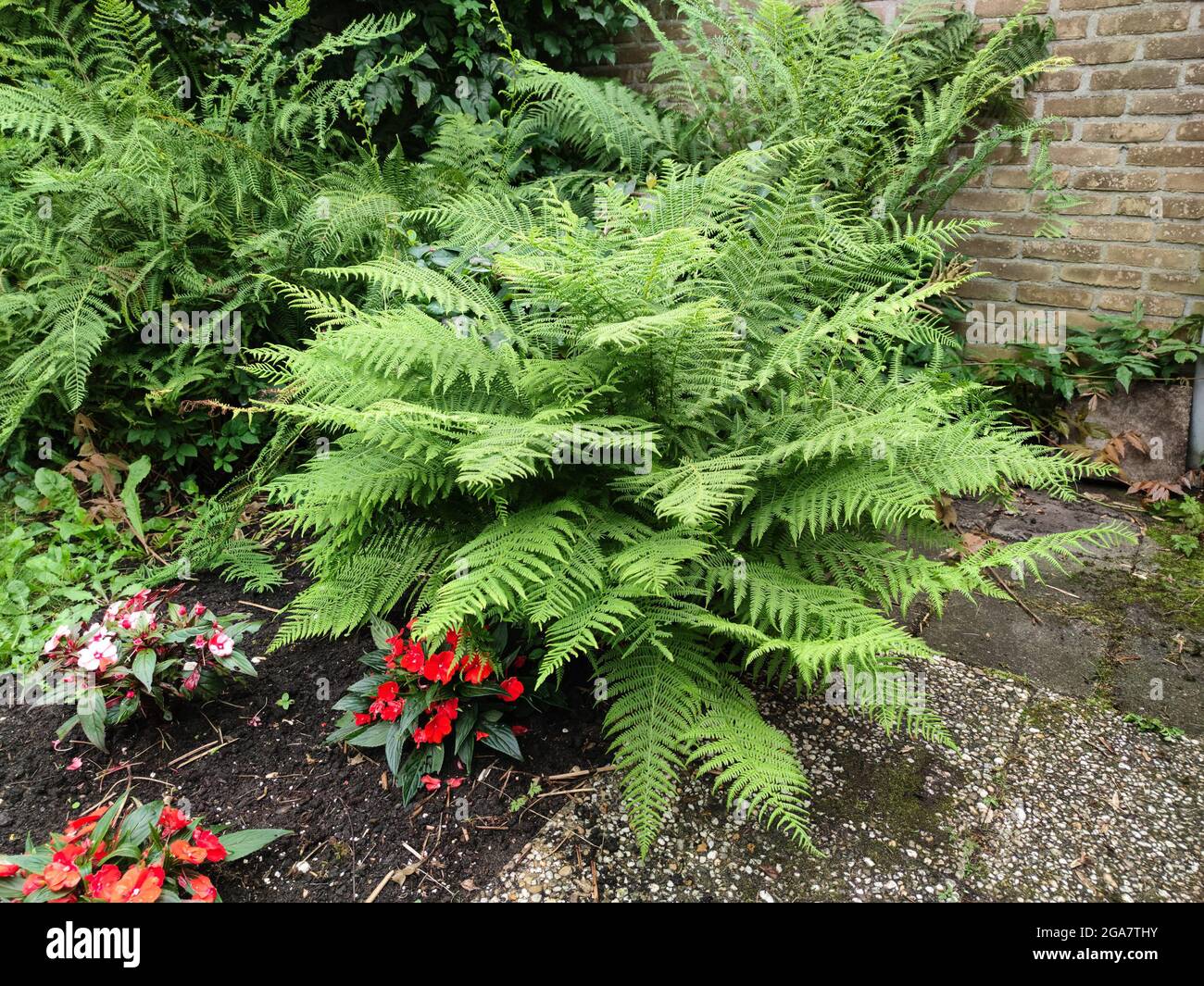 Beautiful symmetrical fern in a garden Stock Photo - Alamy