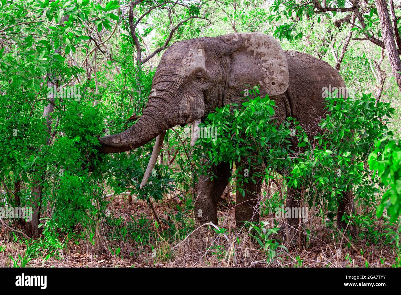 African elephant in forest, Mole National Park, Ghana Stock Photo - Alamy