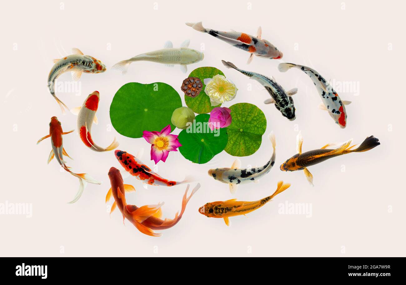 Lotus koi hi-res stock photography and images - Alamy