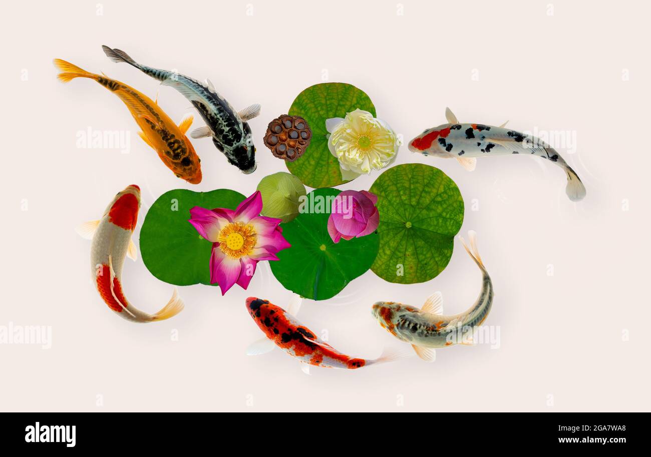 Asian fish farming hi-res stock photography and images - Alamy