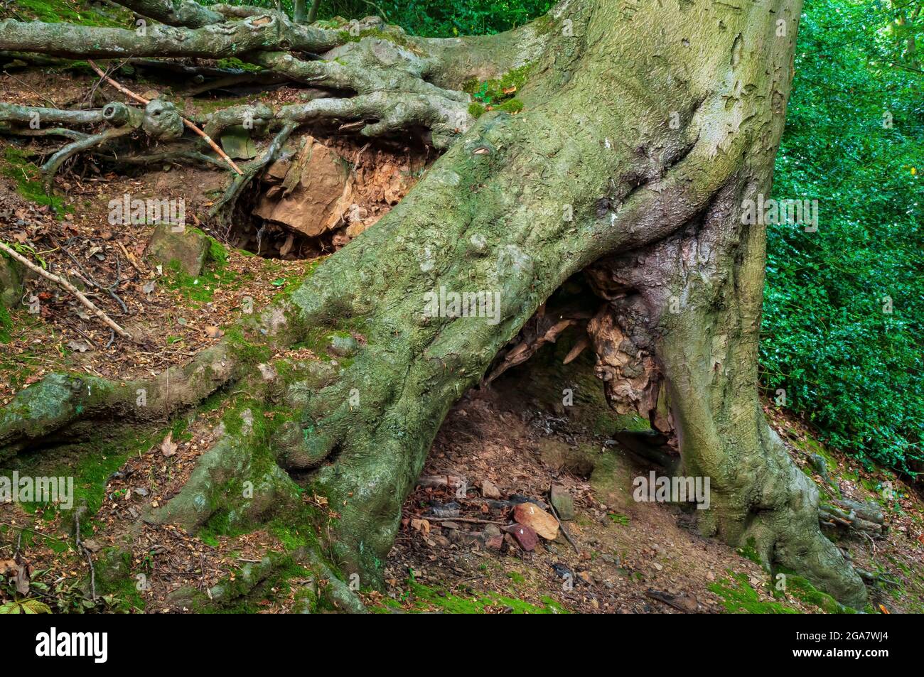 Very large tree growing from the sandstone/shale contact in a shallow ...