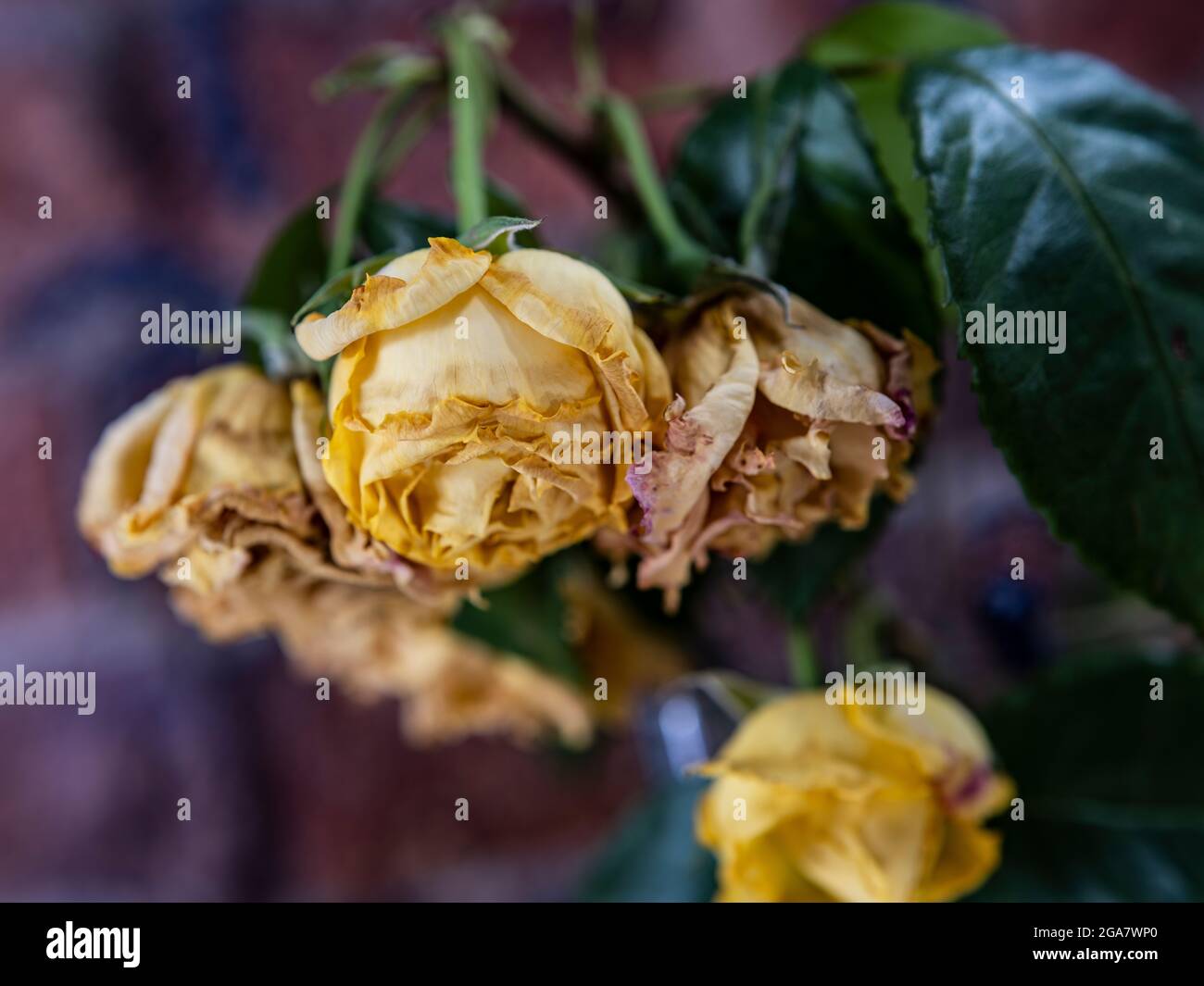 Dead Withered Yellow Roses Book Cover Stock Photo - Alamy