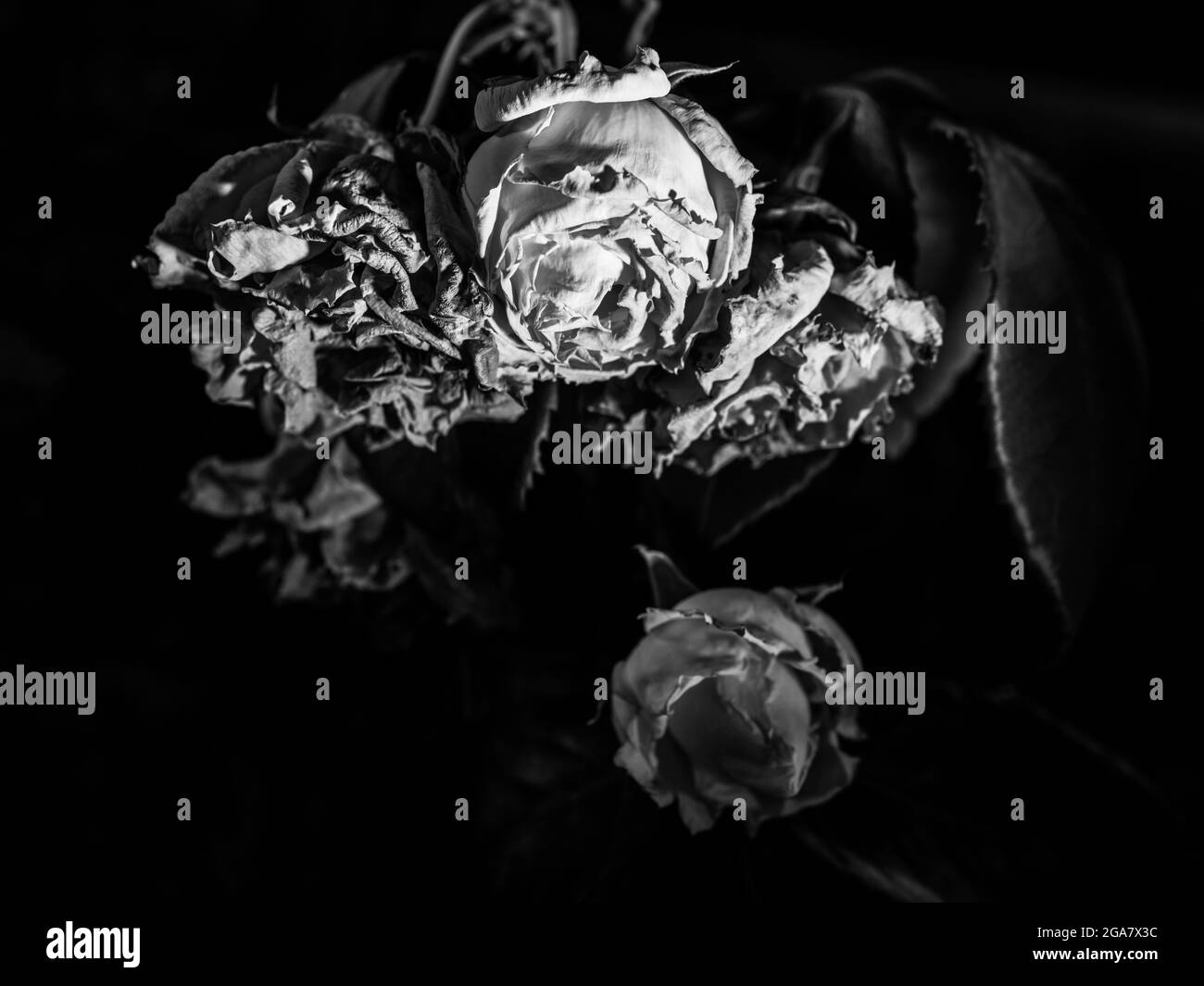 Dead Withered Yellow Roses Book Cover Stock Photo - Alamy