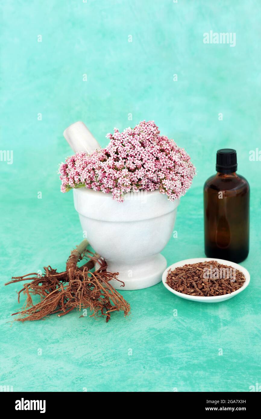 Valerian herb flowers and dried root. Used in herbal medicine as a ...