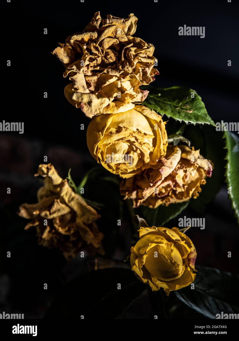 Dead Withered Yellow Roses Book Cover Stock Photo - Alamy