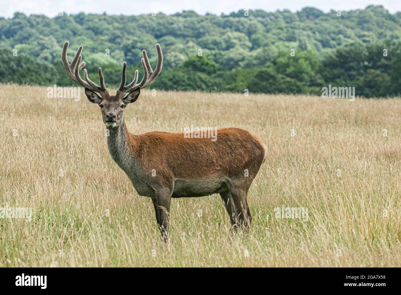 London, UK. 29 July 2021. A stag deer grazing in the sunshine in ...