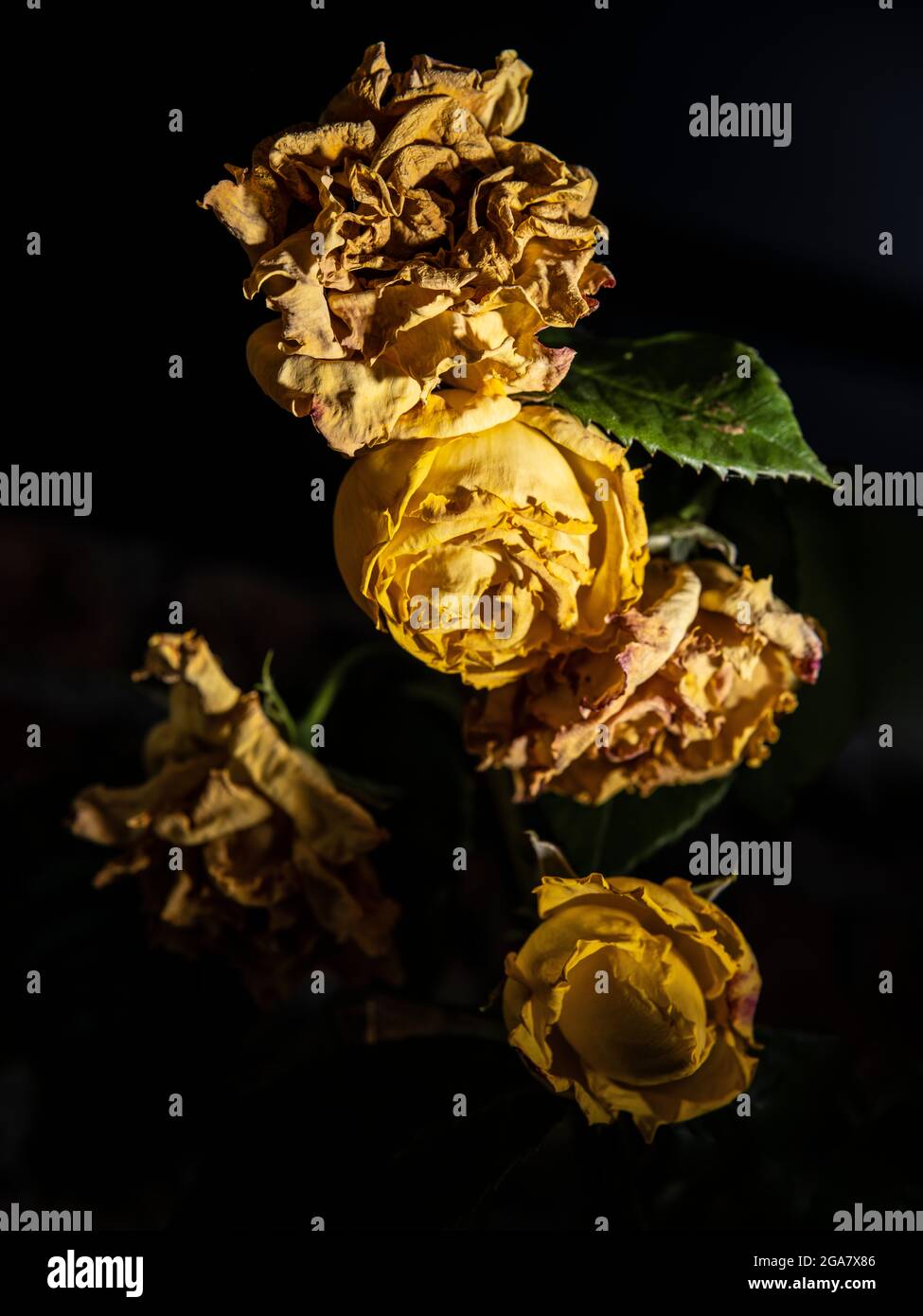 Dead Withered Yellow Roses Book Cover Stock Photo - Alamy