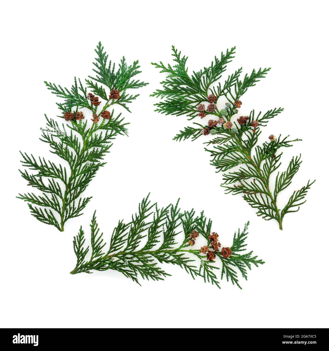 Cedar cypress fir leaves eco symbol triangle isolated on white ...