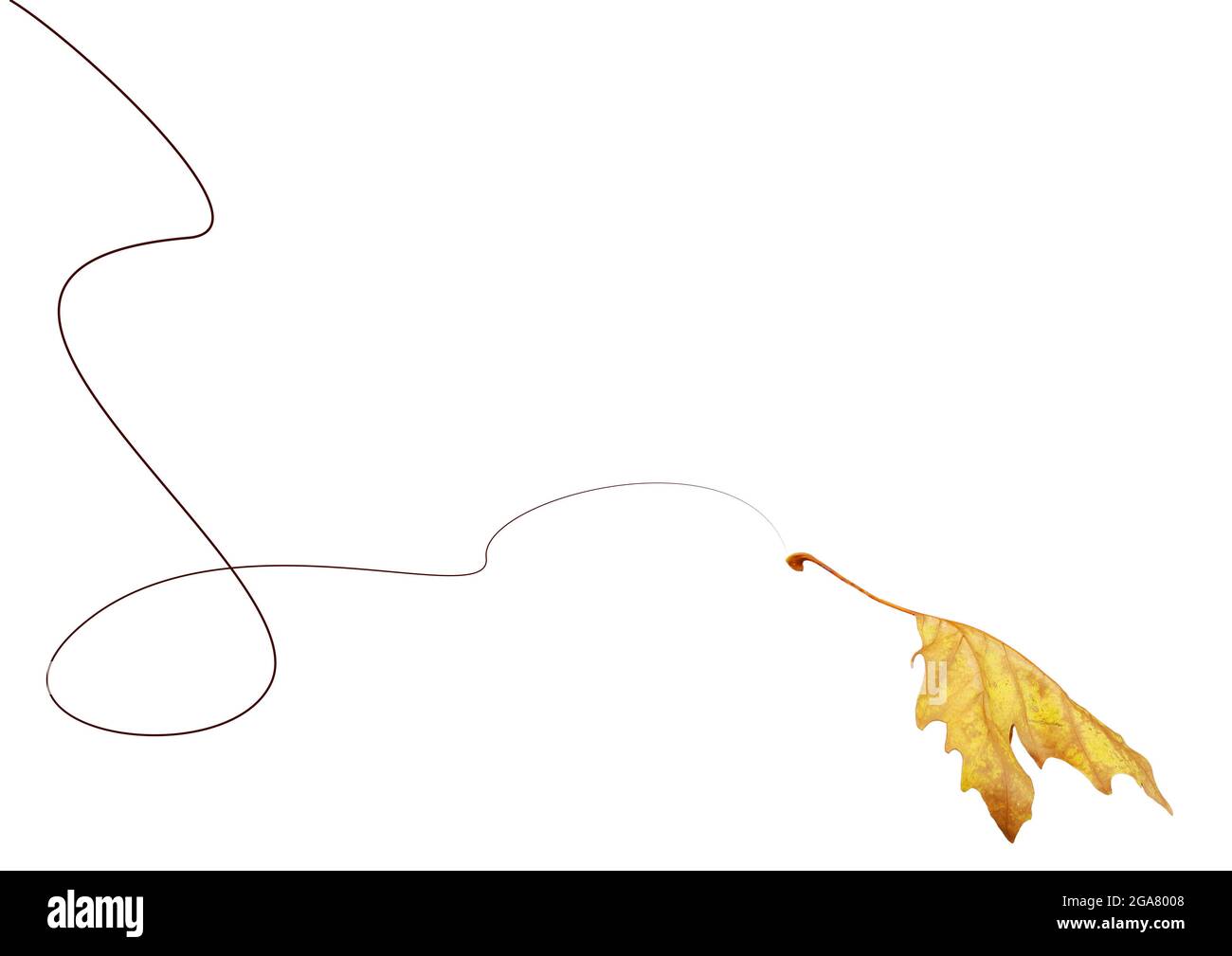 autumn background falling yellow leaf line wind - 3d rendering Stock ...