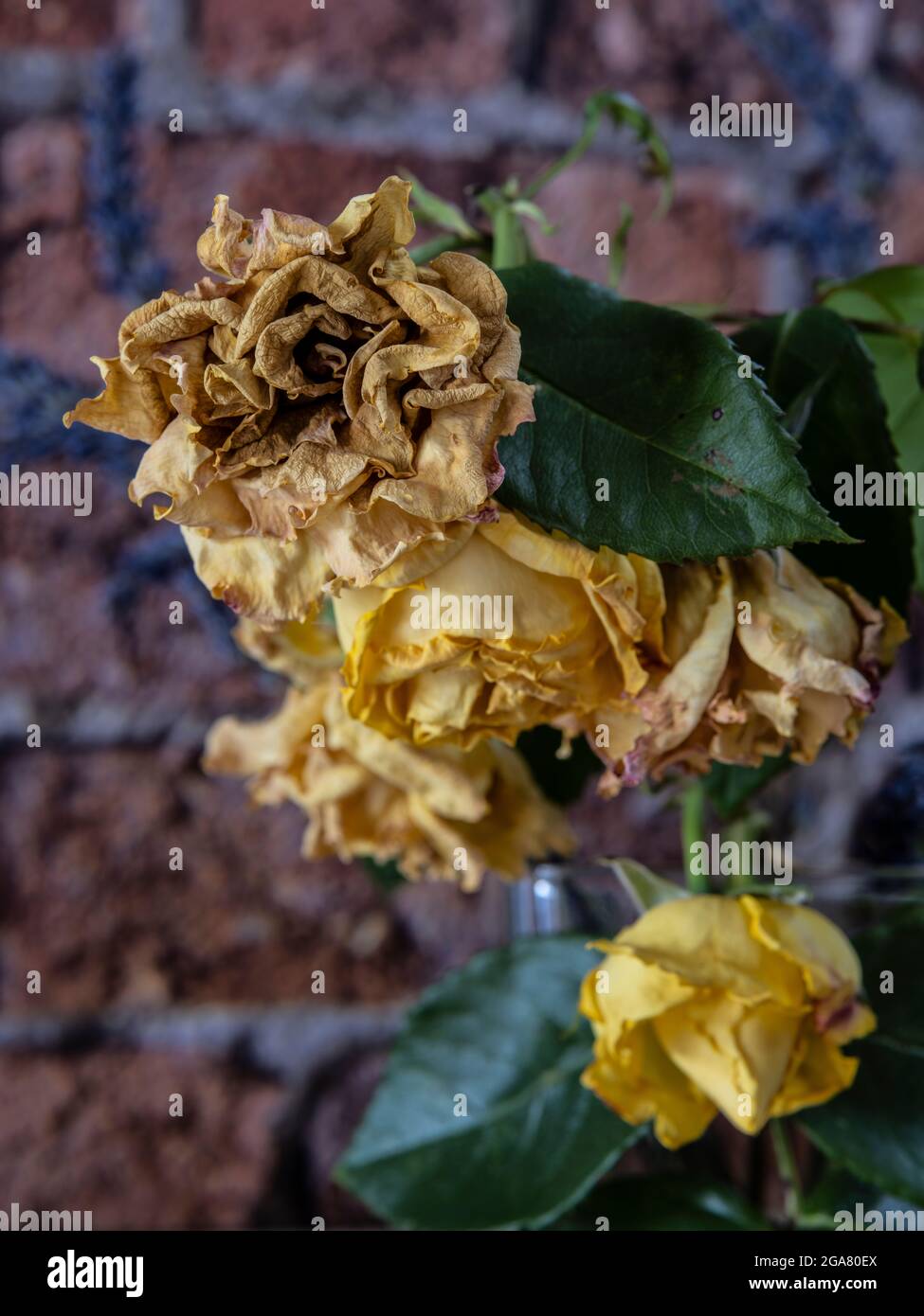 Withered Wilting dying Dead Yellow Roses Book Cover Stock Photo - Alamy