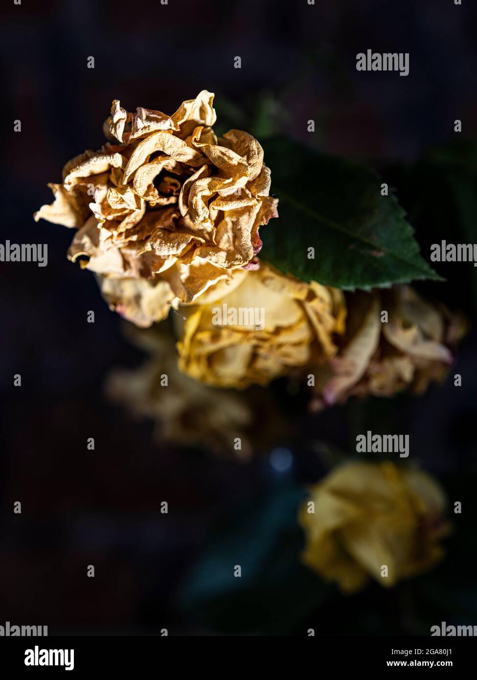 Withered Wilting dying Dead Yellow Roses Book Cover Stock Photo - Alamy