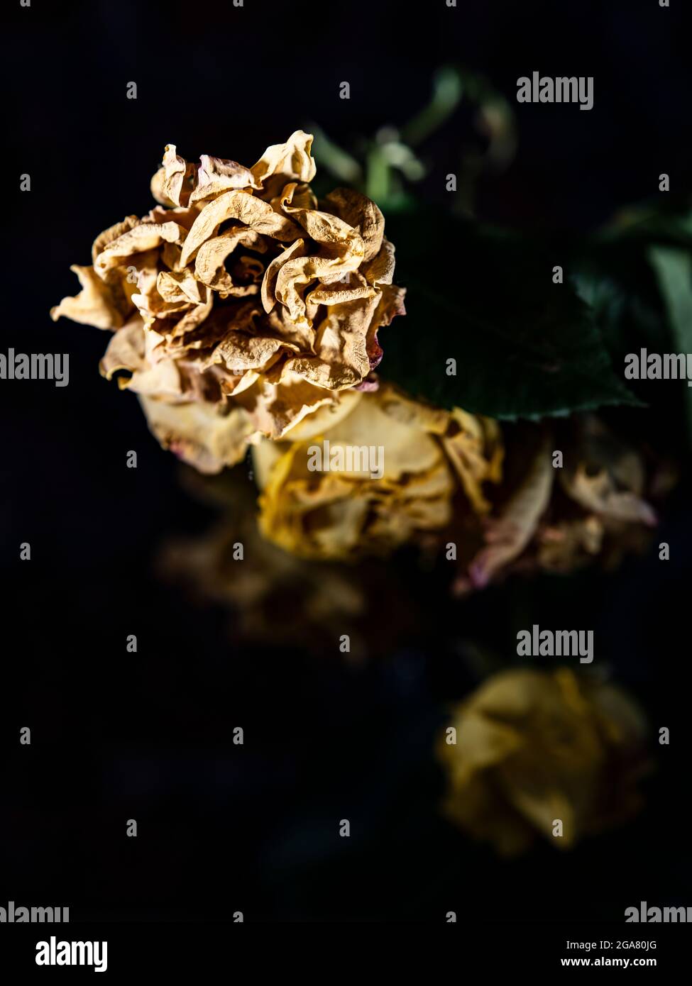 Withered Wilting dying Dead Yellow Roses Book Cover Stock Photo - Alamy