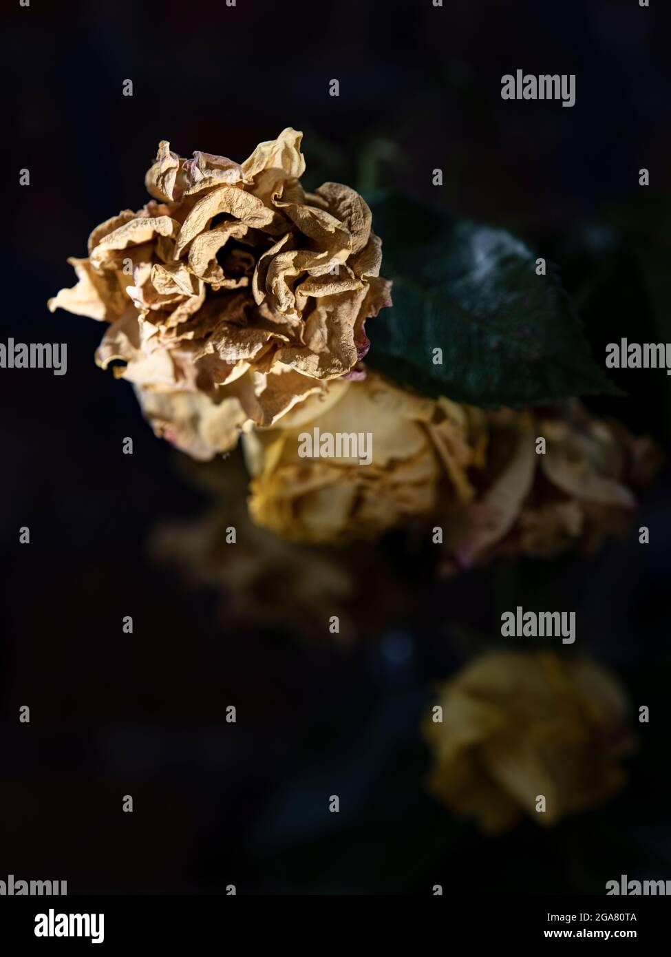 Withered Wilting dying Dead Yellow Roses Book Cover Stock Photo - Alamy