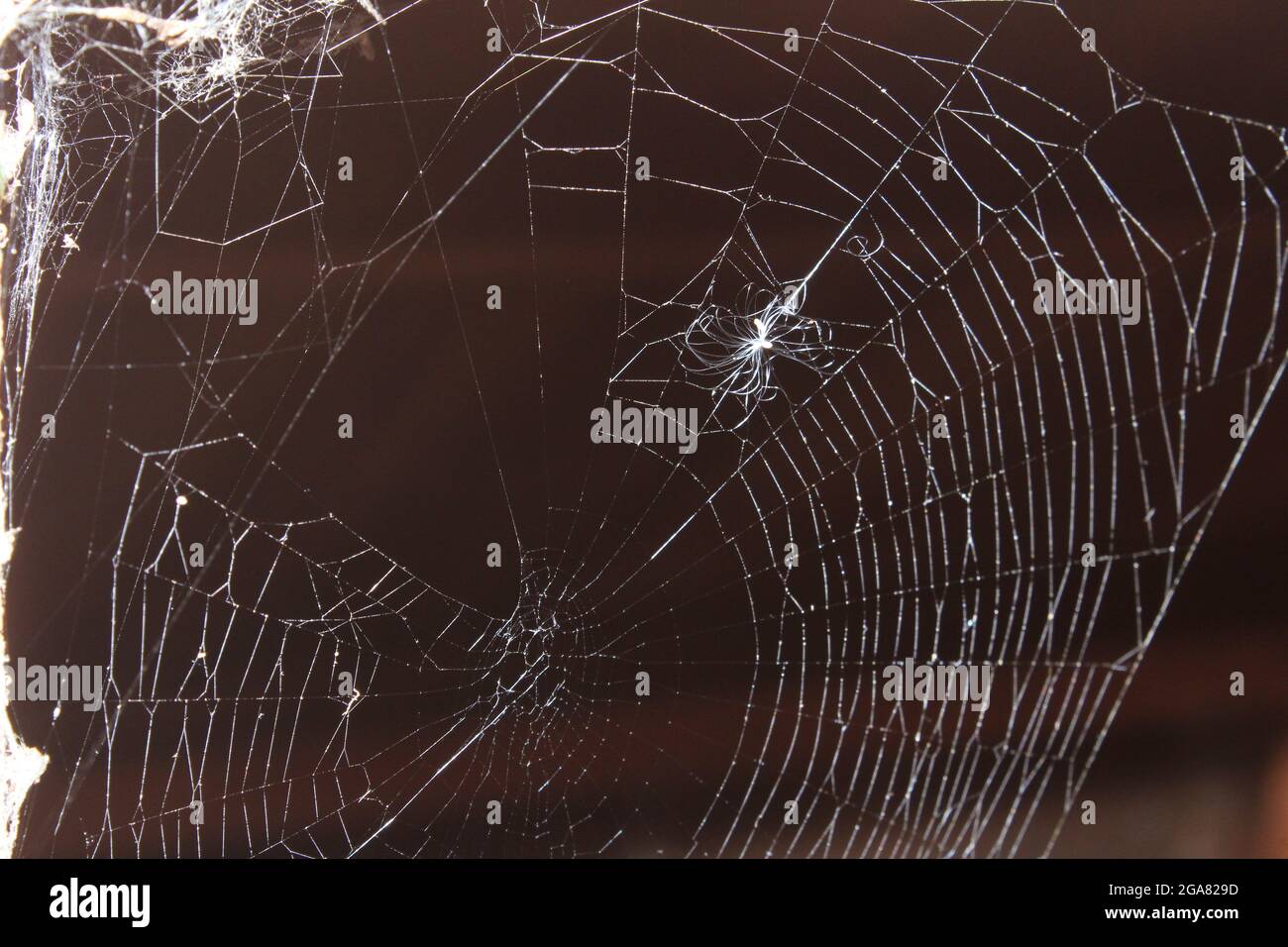Spiders patterns hi-res stock photography and images - Alamy