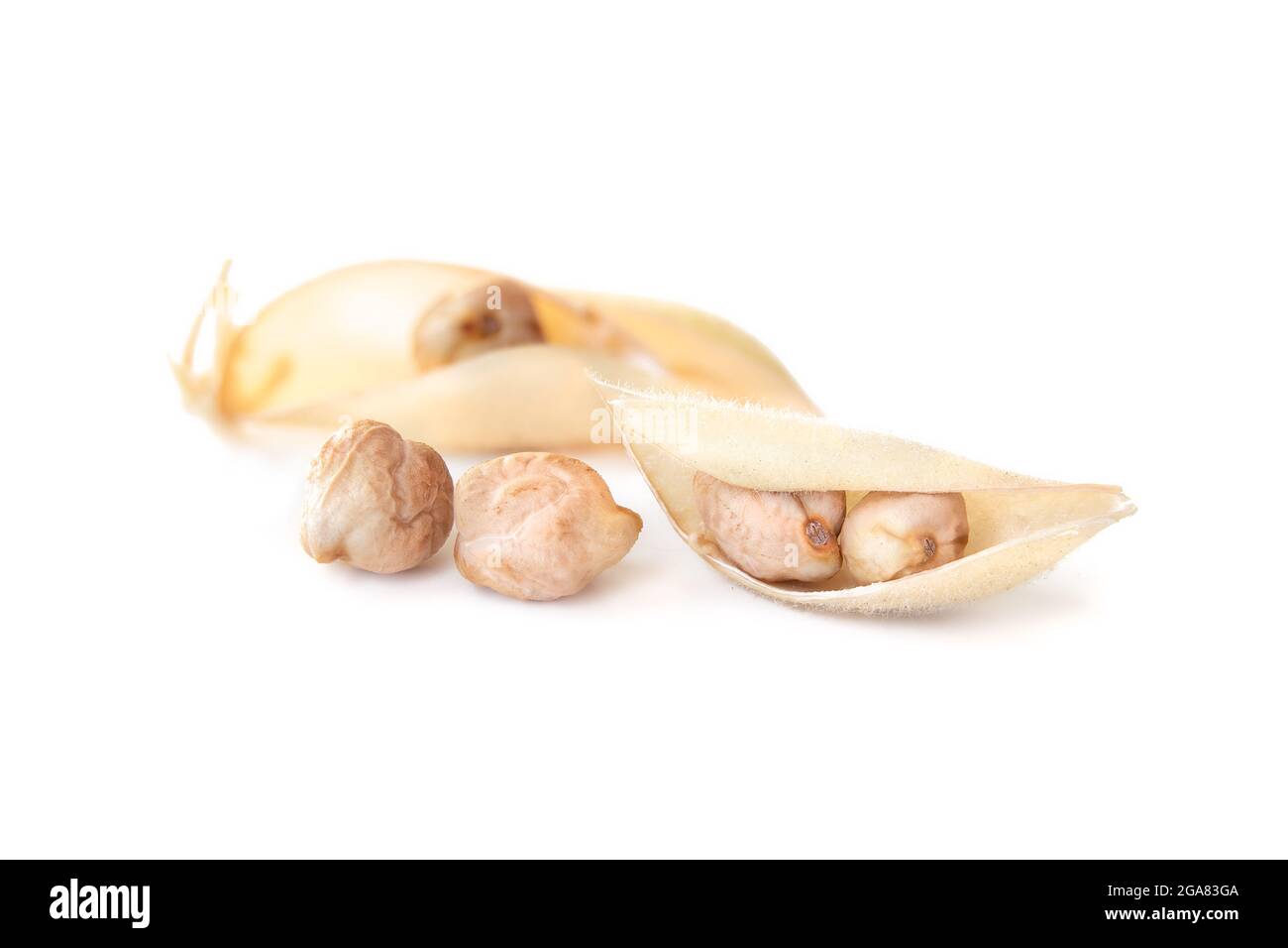 Dried Kabuli chickpea pods. Two split chickpea pod shells with dried ...