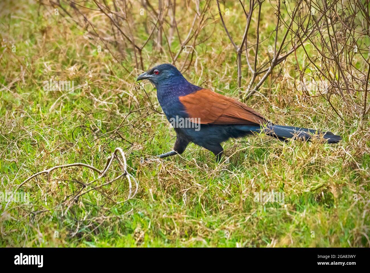 Greater coucal hi-res stock photography and images - Alamy