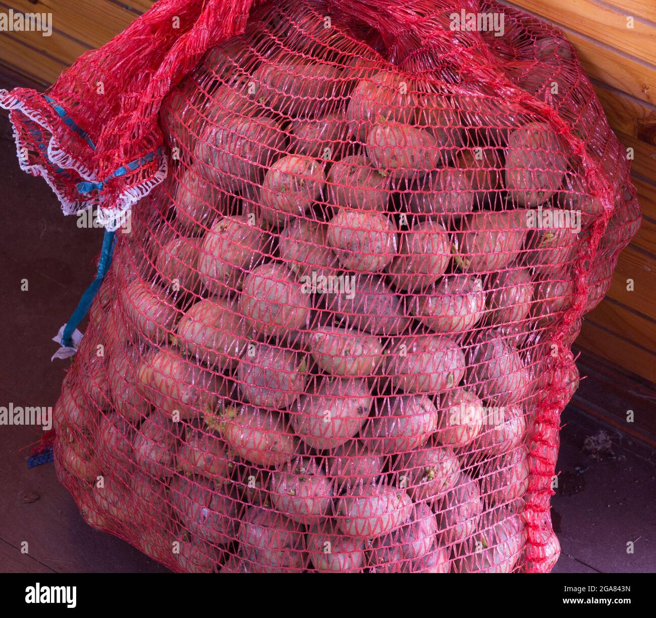 mesh bag of red color stuffed with new crop potatoes Stock Photo - Alamy